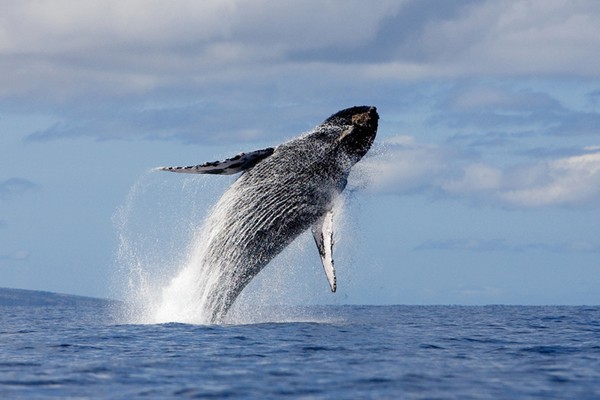 Il Blue Whale e la spettacolarizzazione del disagio